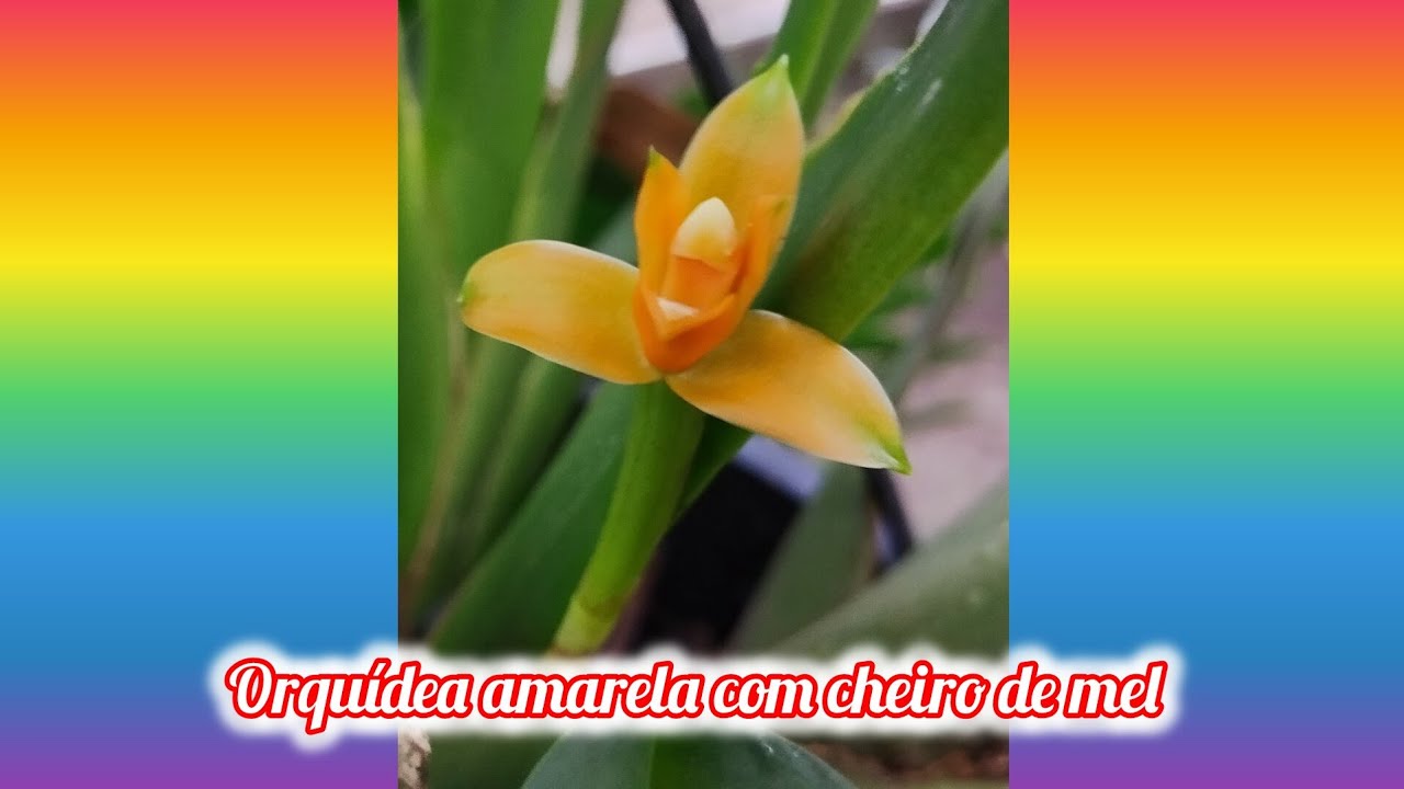 Maxillaria Crassifolia (Heterotaxis sessilis) a orquídea amarela que ...