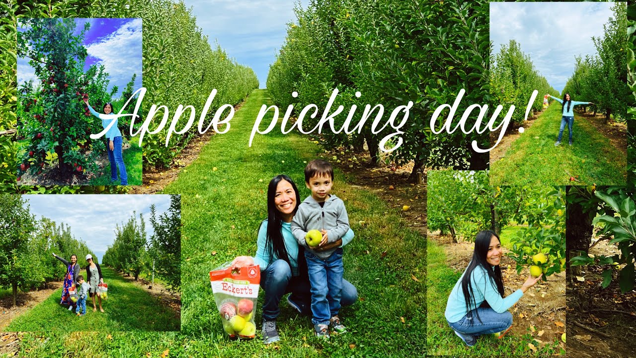 Apple picking 2022 | Eckerts farm | happy apple picking day - YouTube