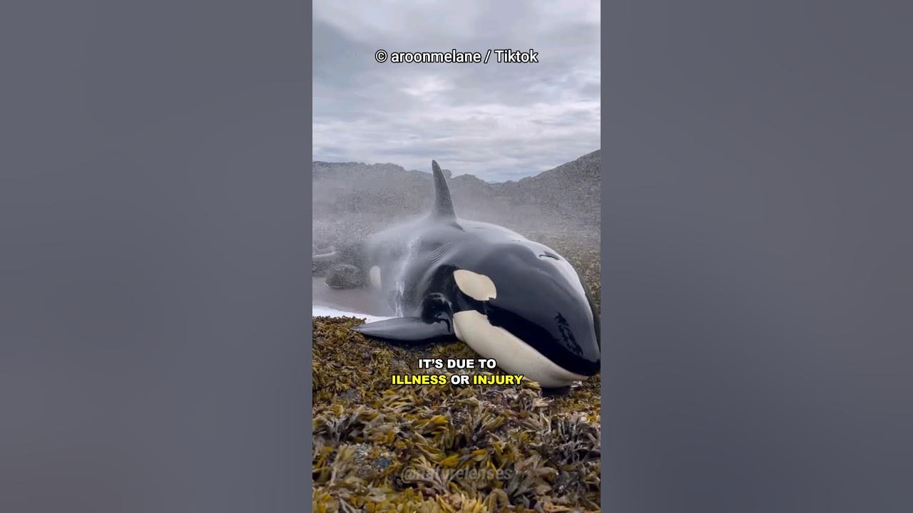 Why Do Whales Beach Themselves? - YouTube
