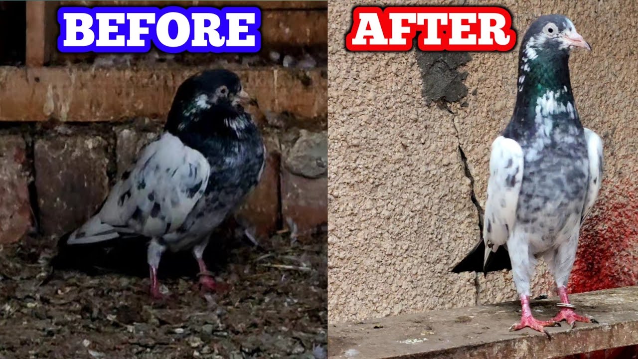 How to treat weak pigeon ? | Sokra Ka ilaj - YouTube