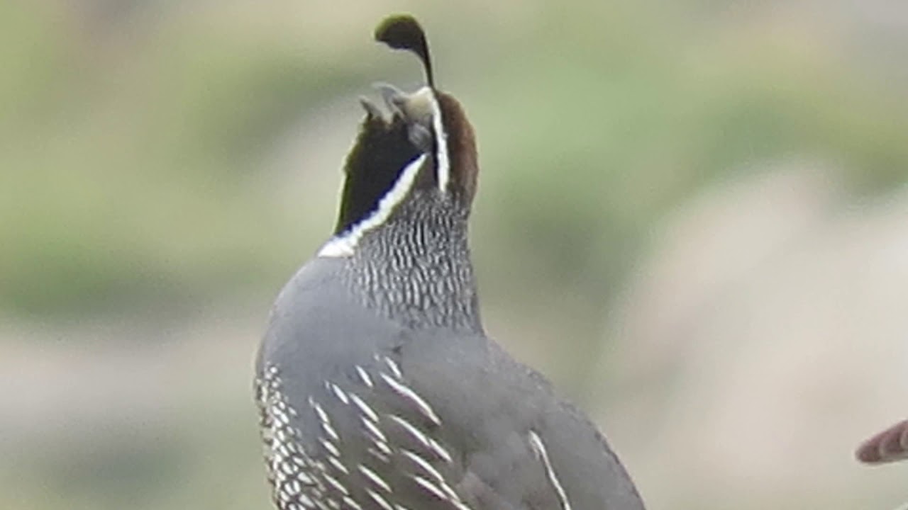 California Quail calling - YouTube