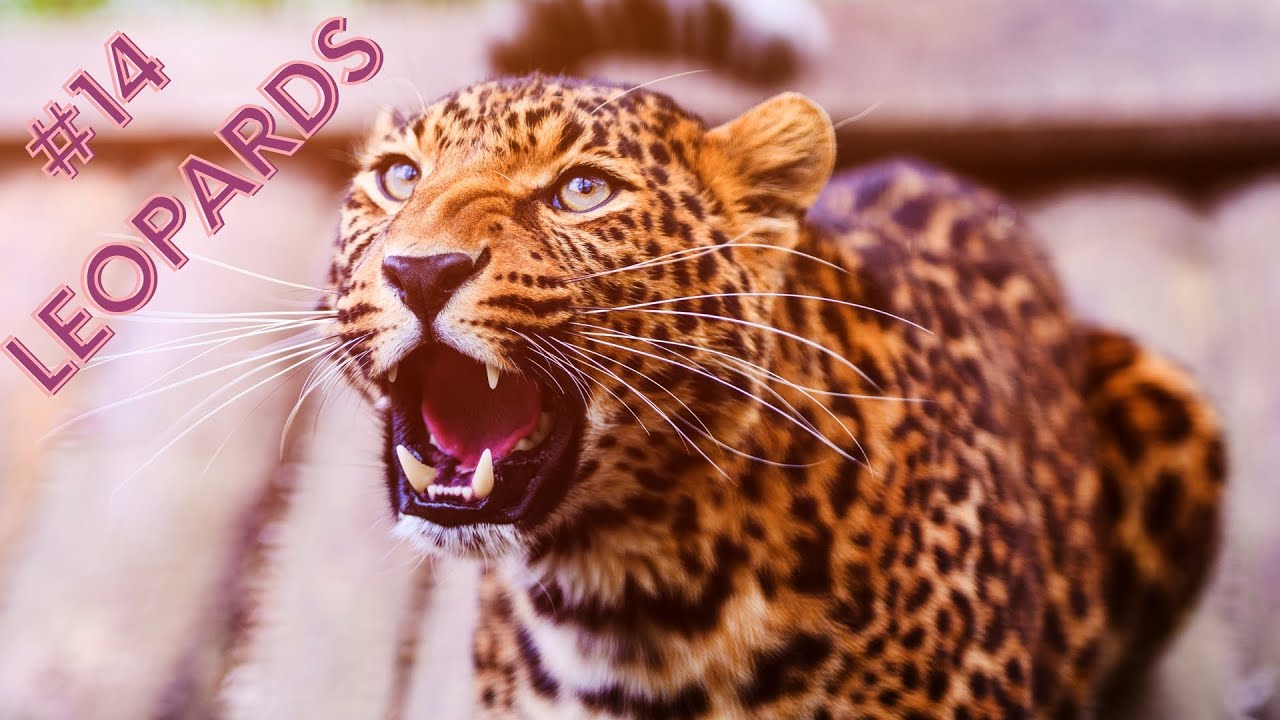 Title The Magnificent #leopards A Glimpse into the Life of these ...