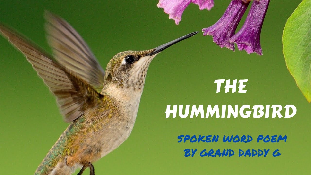 Spoken Word Sunday (Episode 86: The Hummingbird) - YouTube