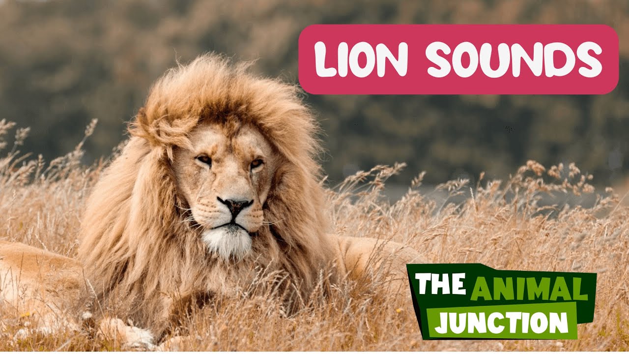 Lion Sounds (Roar) - 1 min | Animal Sounds in Nature | Familiar Animal ...
