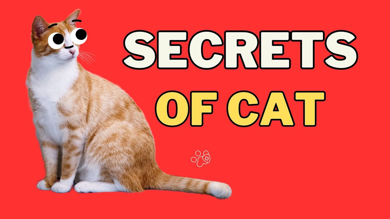 🔴 Stretching Symphonies 🐱: A Cat's Daily Dance Routine Explored ...