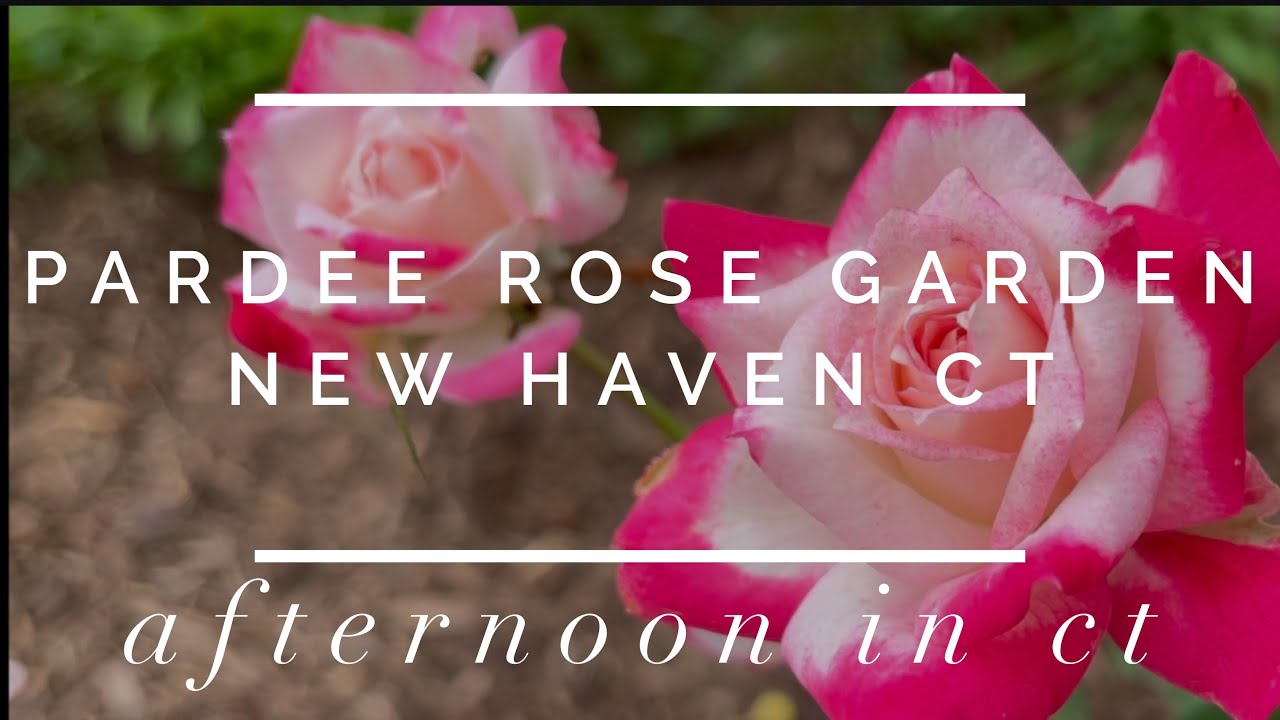 Pardee Rose Garden East Rock Park Hamden New Haven CT 2021 - YouTube