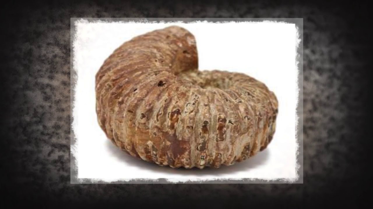 Dallas Rocks & Minerals Store 214-453-1810 - YouTube