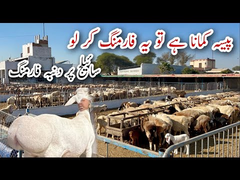 Biggest Turkish Dumba and Sheep Farm ll Profitable Business idea #farming #sheep #goat