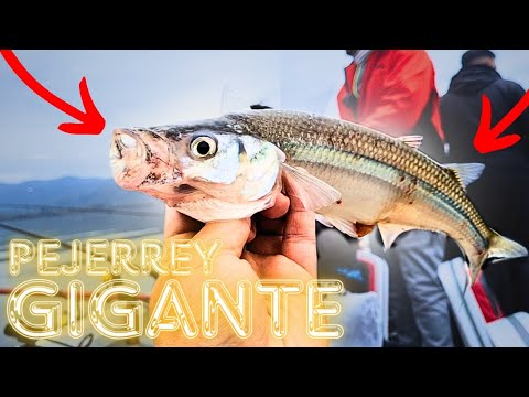 PEJERREY GIGANTE | PESCA DE PEJERREY 2024 | Buen Pique - YouTube