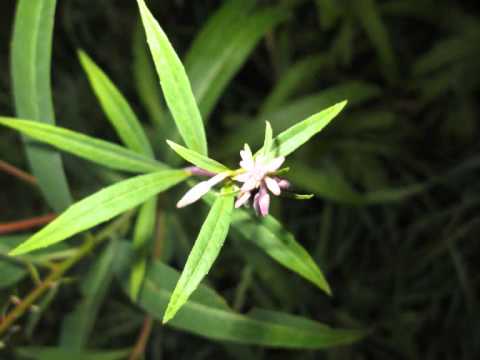 Pasuuna soi Sävelmä - YouTube