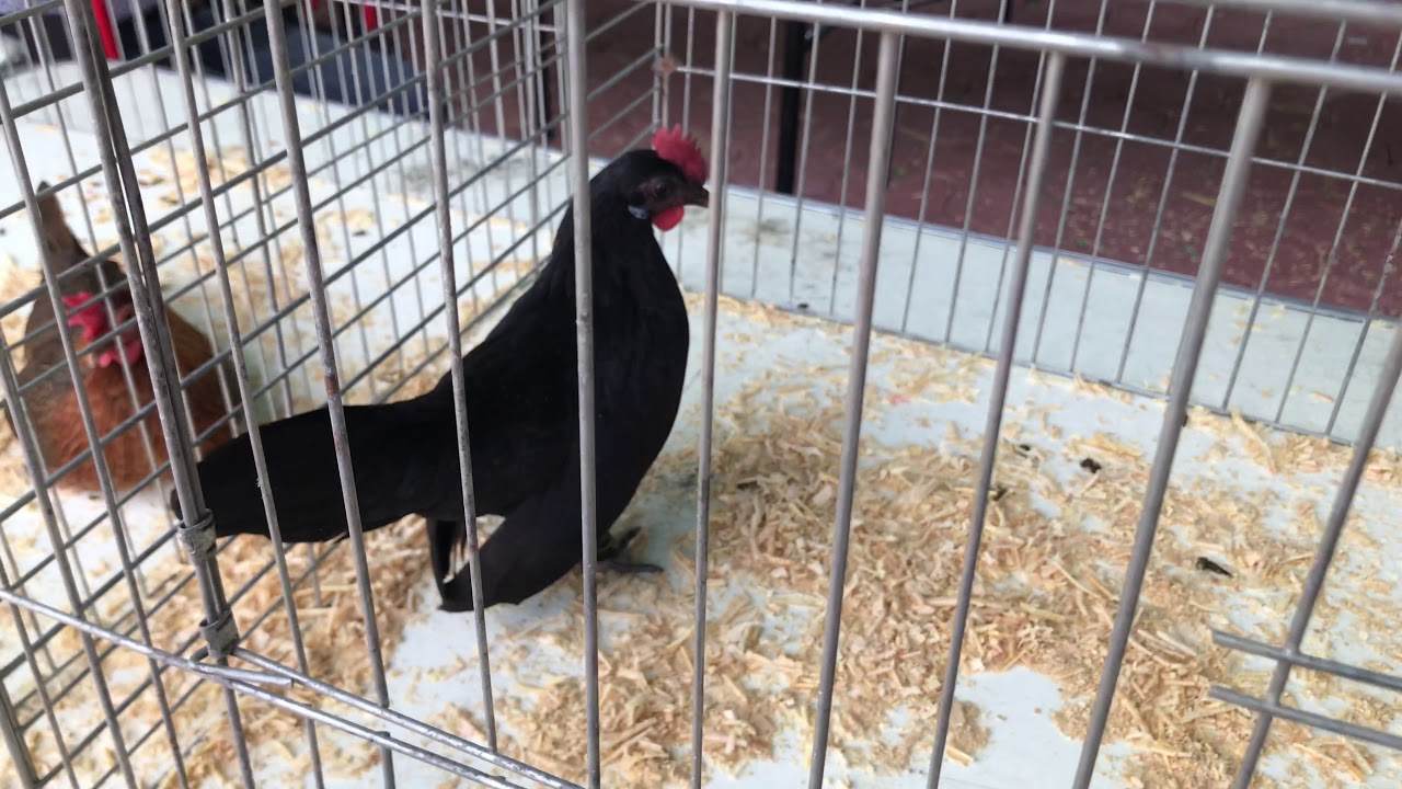 GALLINA OSCURA KIKIRIKI AZTECA MINIATURA Expo "yekas" 2019 Octubre 20 ...