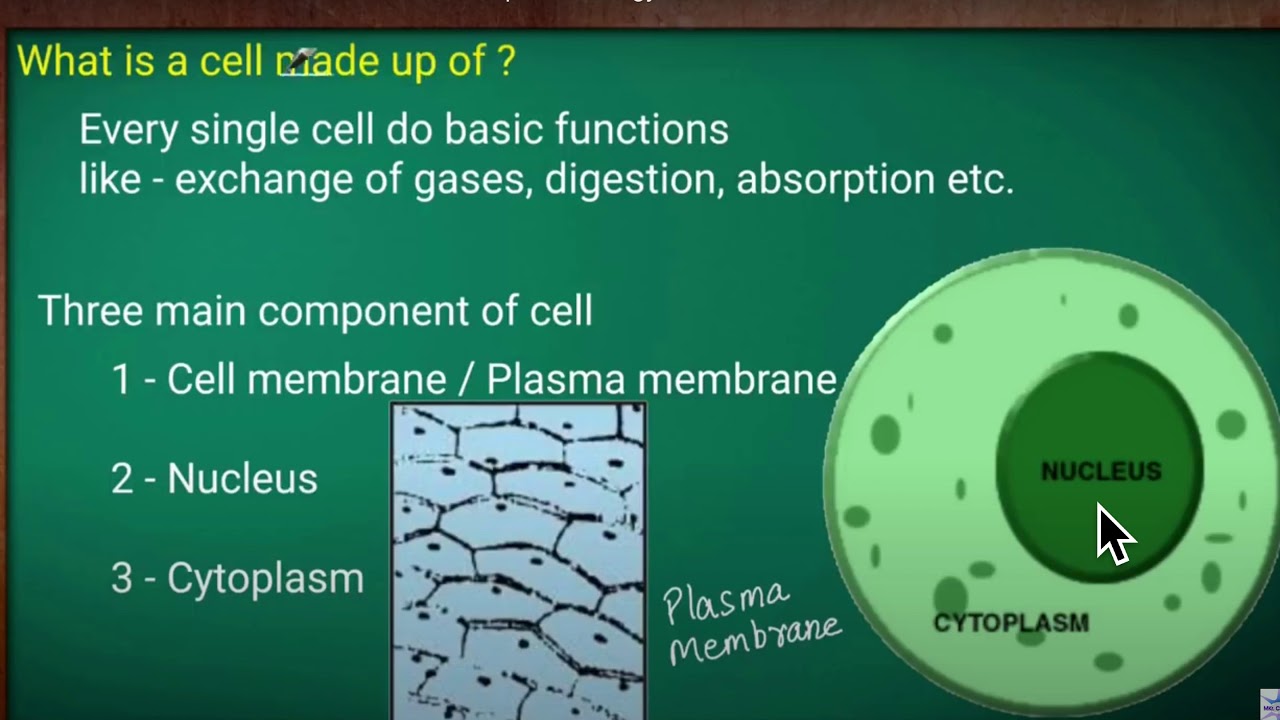 Class-9 Biology -Cell - YouTube