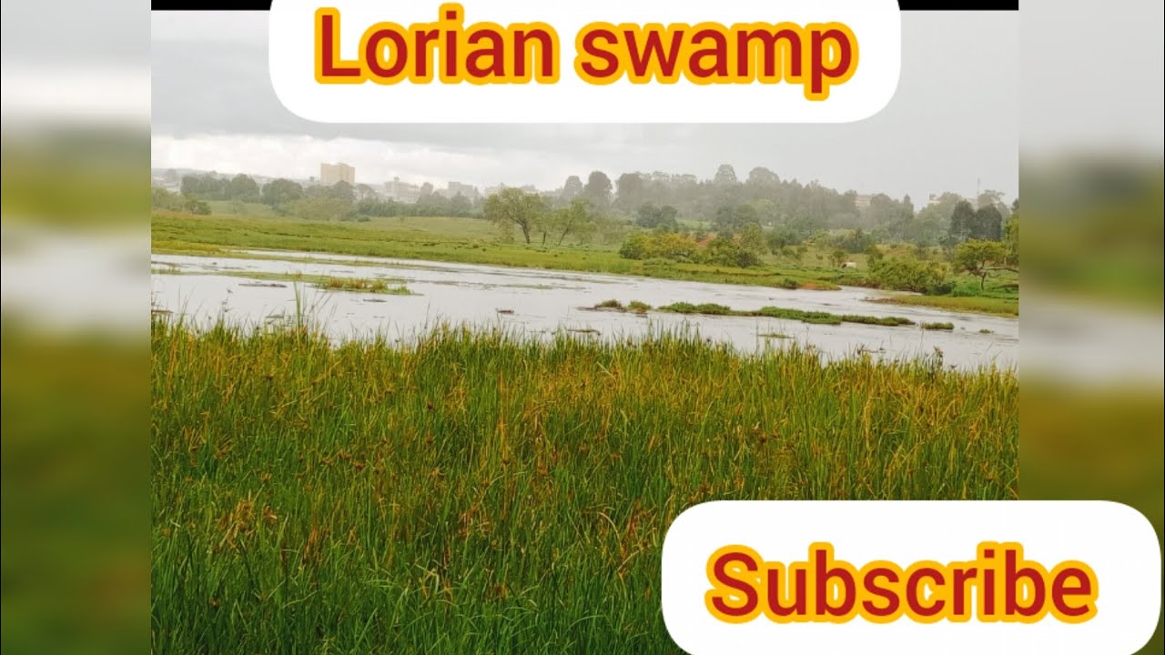 Lorian swamp_land of Hippos - YouTube