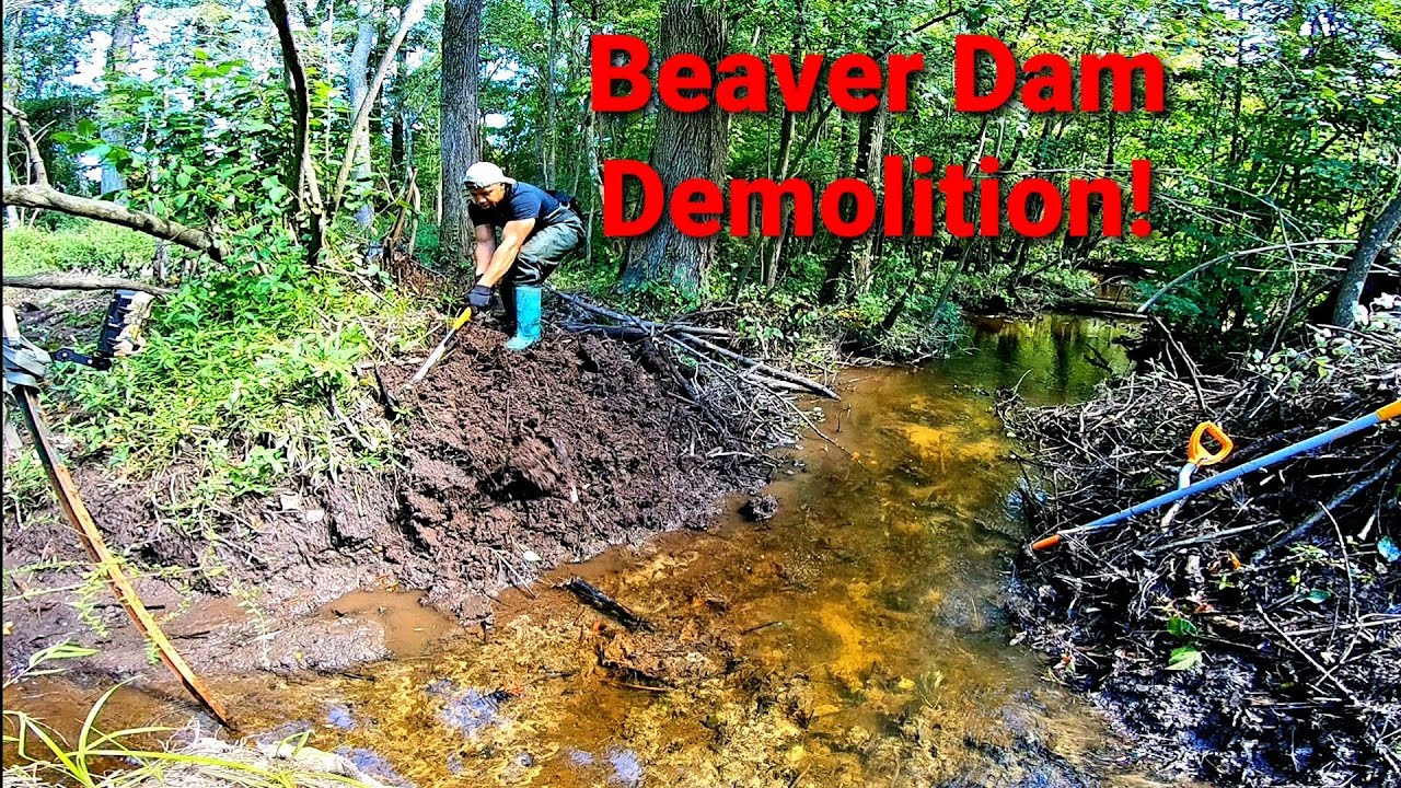 Beaver Dam Demolition! Part 1 of 2! Look At These Massive Limbs They ...