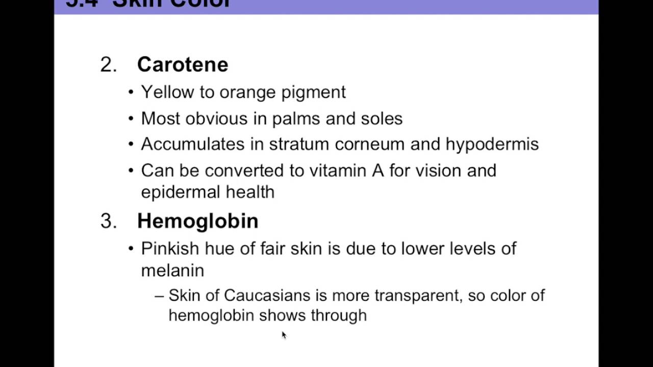 Chapter 5.4 Skin Color BIO201 - YouTube