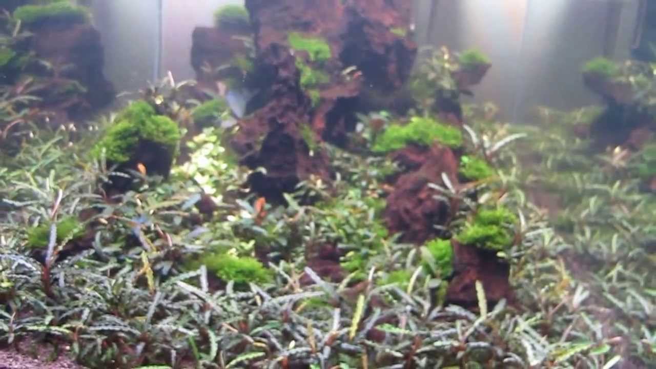 70 Gallon Buce tank video - YouTube