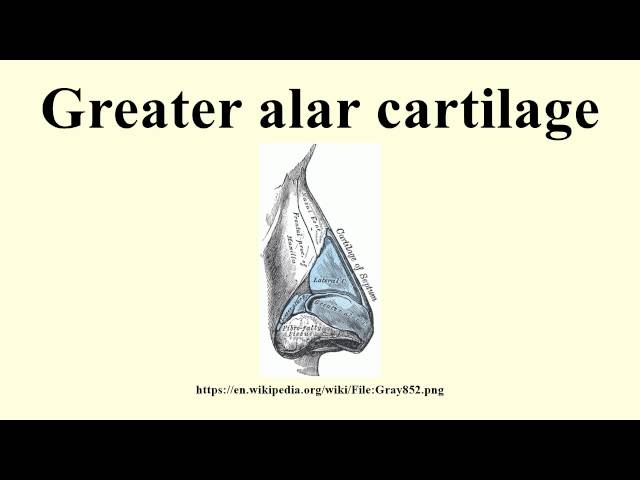 Alar Cartilage