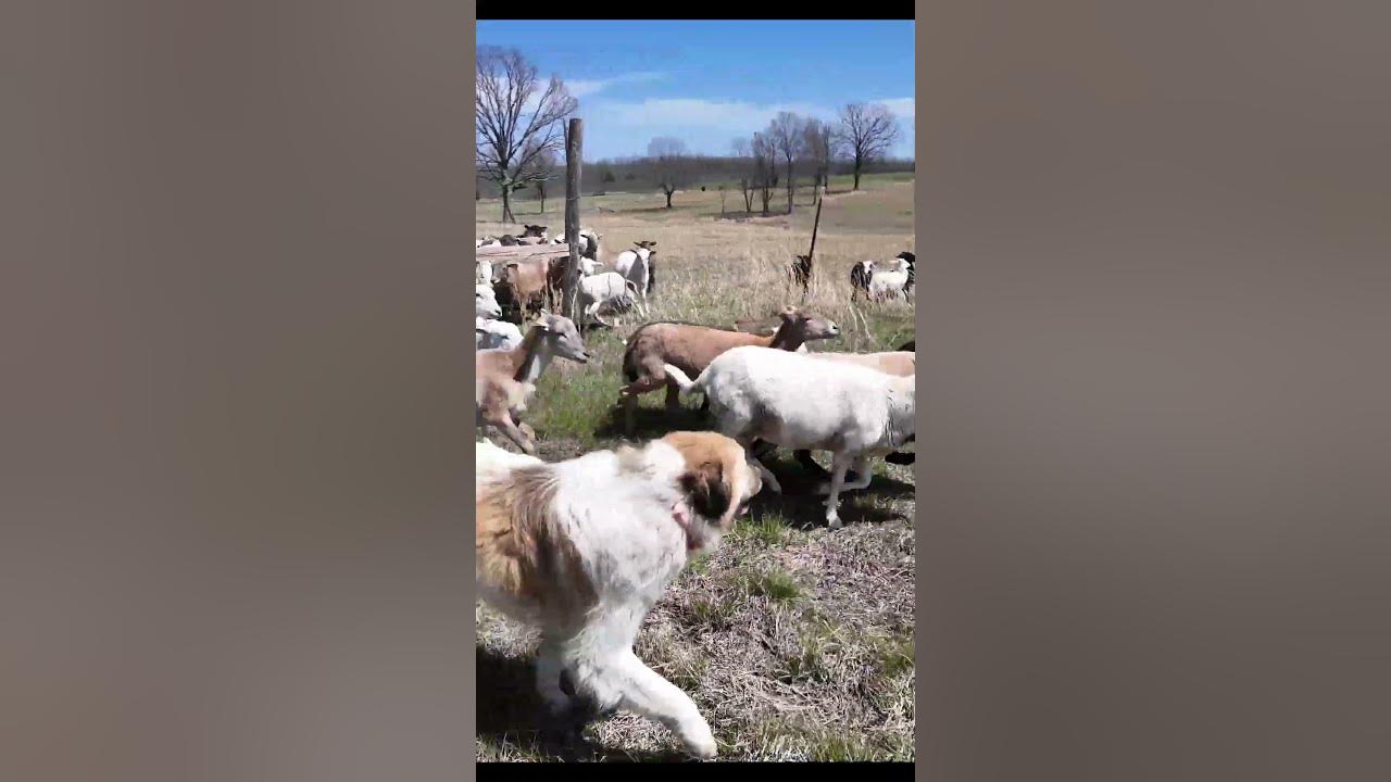 Rotational grazing sheep - YouTube