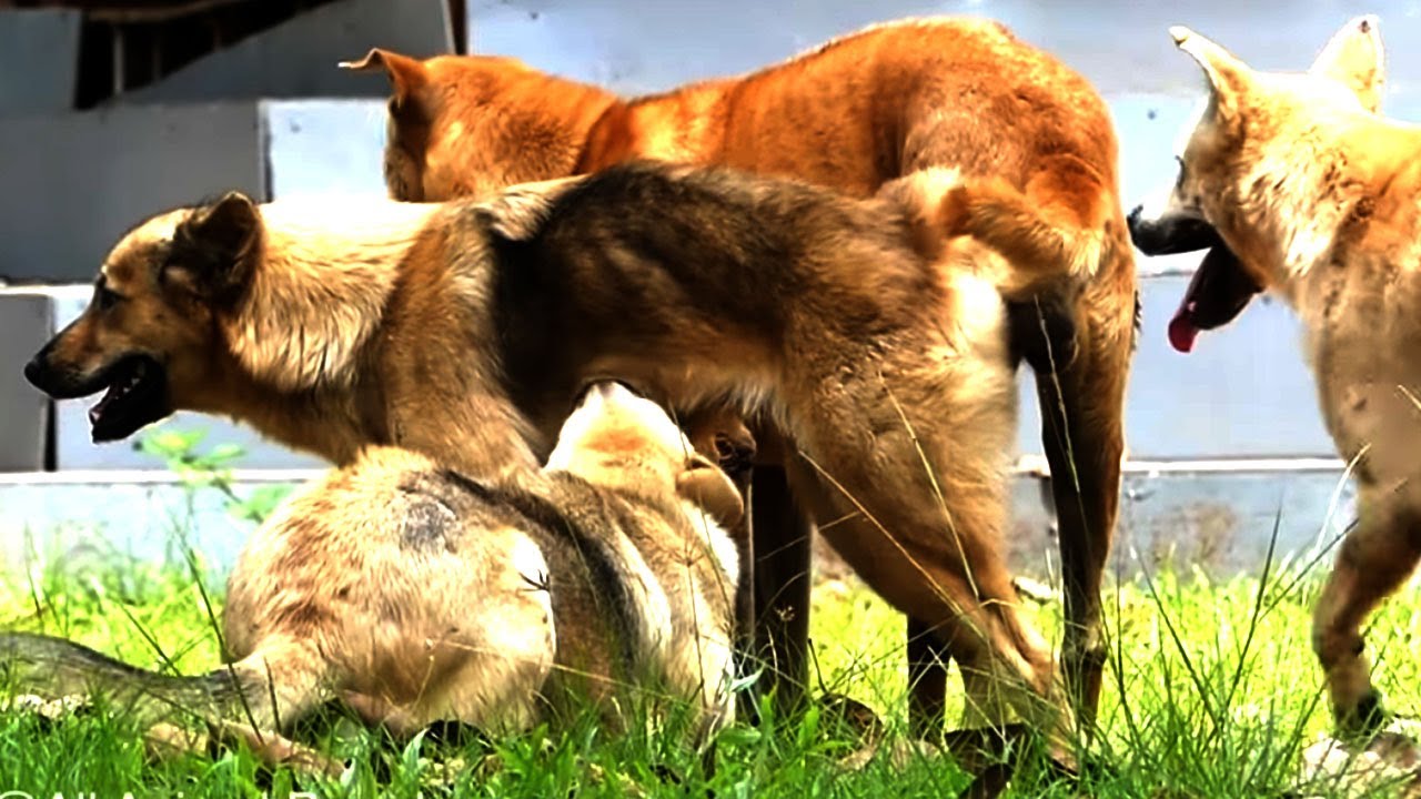 Awesome Rural Dogs !! Dog Meeting for the Summer Season in Village ...