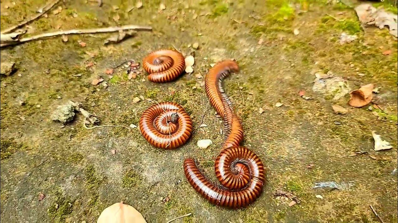 Exploring, Discovering And Captured Big Worm Millipedes, Insects ...