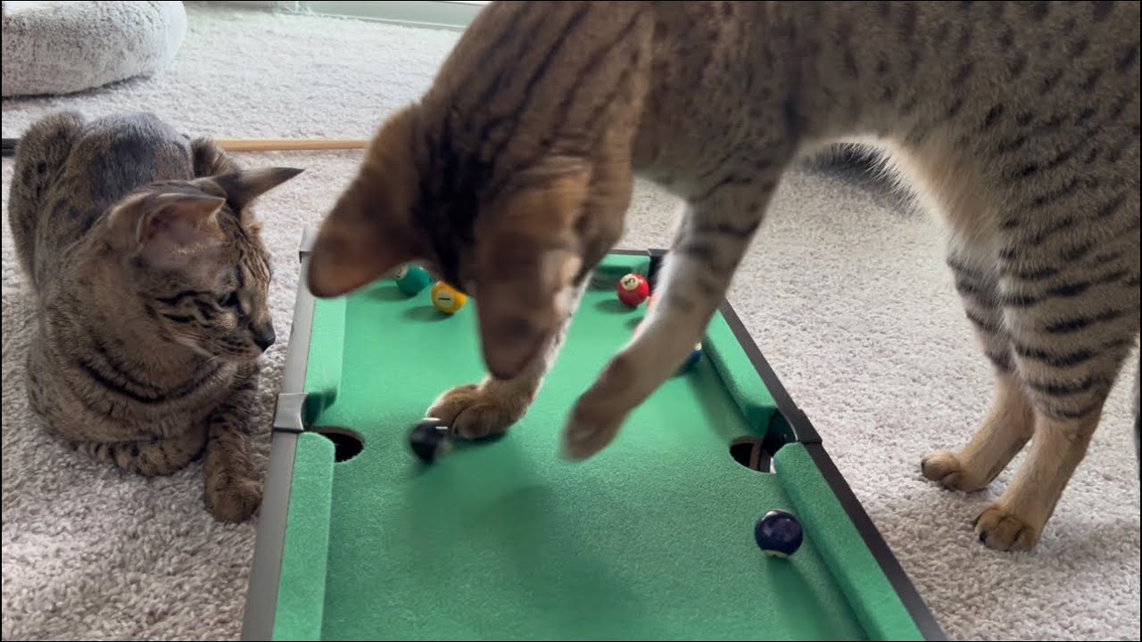 F2 Savannah Cats Playing Pool. Cuteness Overload - YouTube