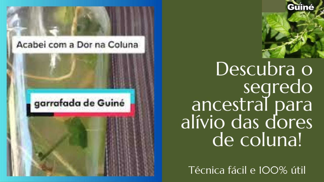 🌿 Descubra o poder da garrafada de pé de guiné. Solução natural ...