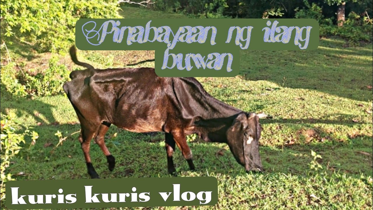 Ba't ang payat mo Baka #kuriskurisvlog #kulangsaalaga - YouTube