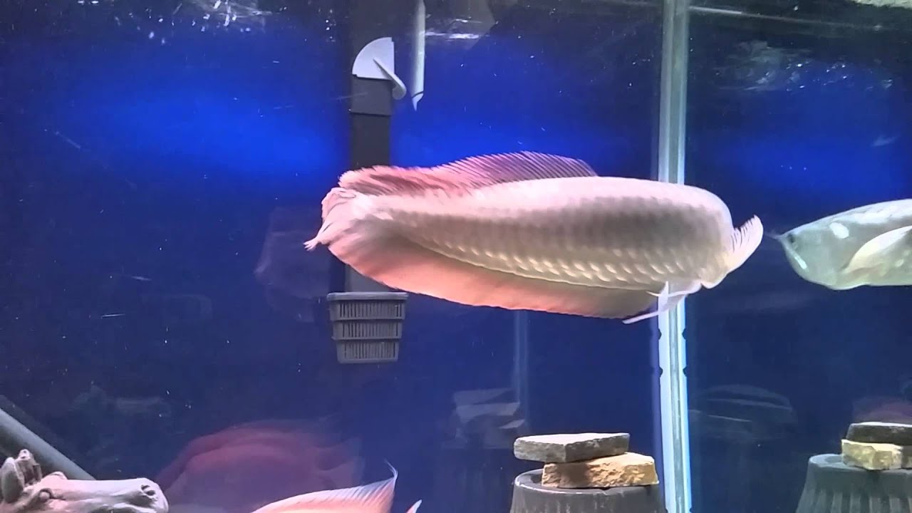 DWS DARIUS 1000 SUB. AMAZING FISH CONTEST ENTRY. - YouTube