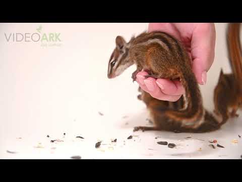 Four Merriam’s chipmunks (Neotamias merriami) at Santa Barbara Wildlife ...