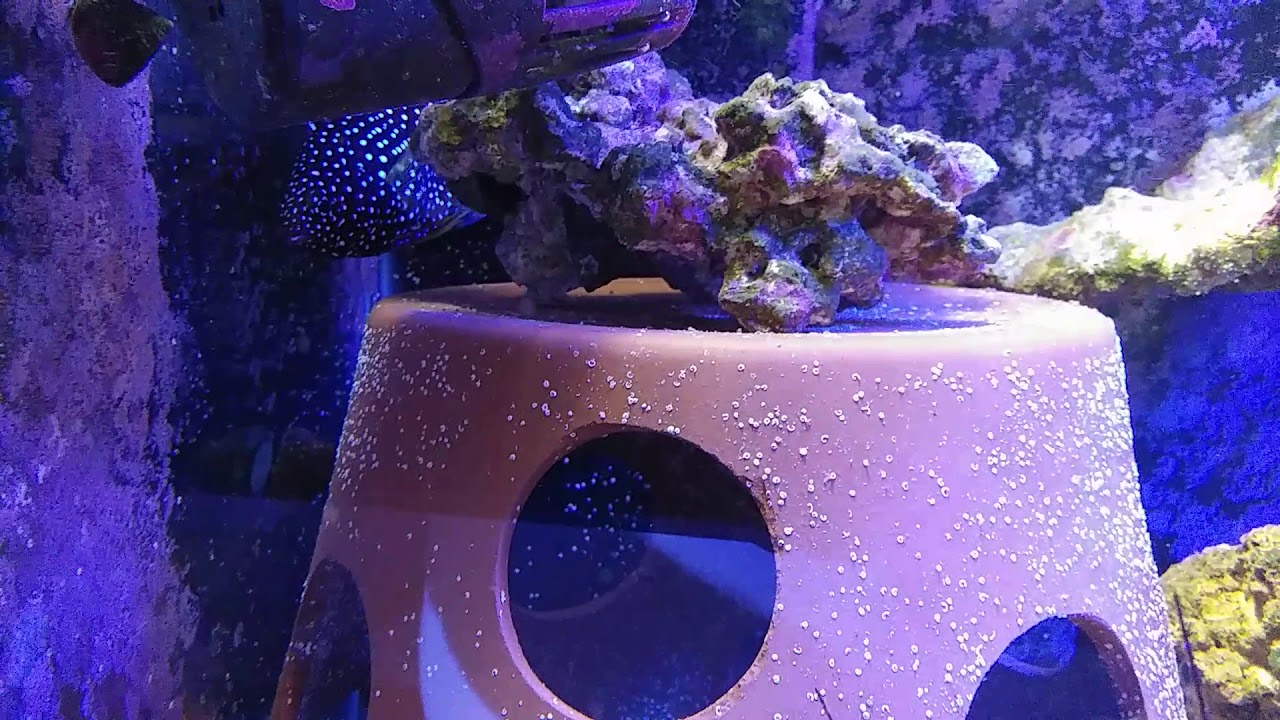 2020-05-22 13:28:31 Gravid Marine Betta female - YouTube