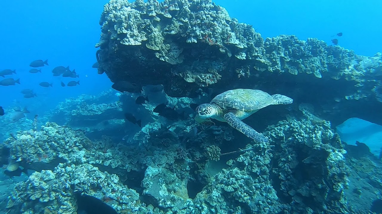 Turtle at Mala Wharf - YouTube