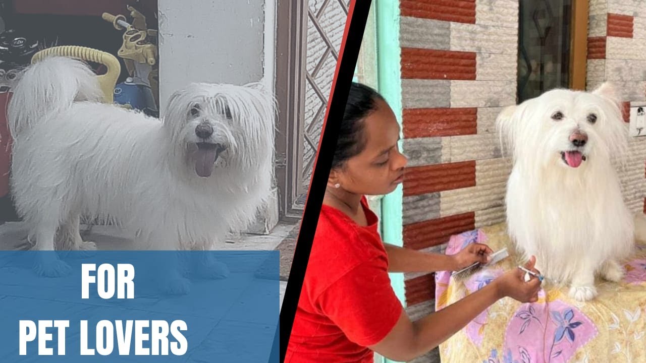 How to do Professional Grooming for pets || Kuddle Pet Service ...