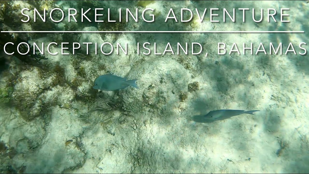 Snorkeling Adventure in Conception Island, Bahamas - YouTube