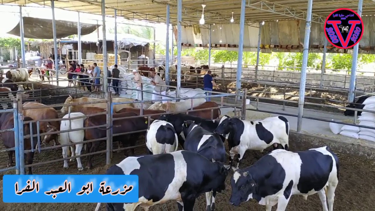 اجواء العيد داخل مزرعة ابو العبد الفرا 🐂 Youtube