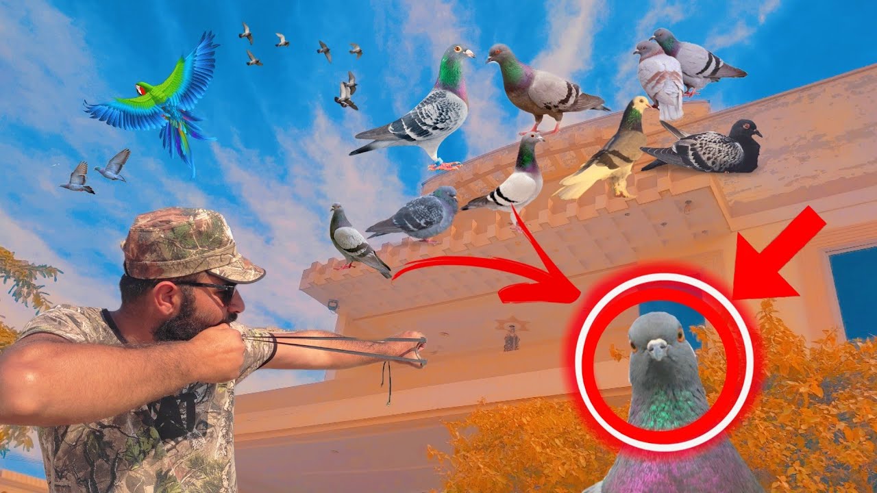 SLINGSHOT HUNTING, FOR PIGEONS IN THE CITY ! - YouTube