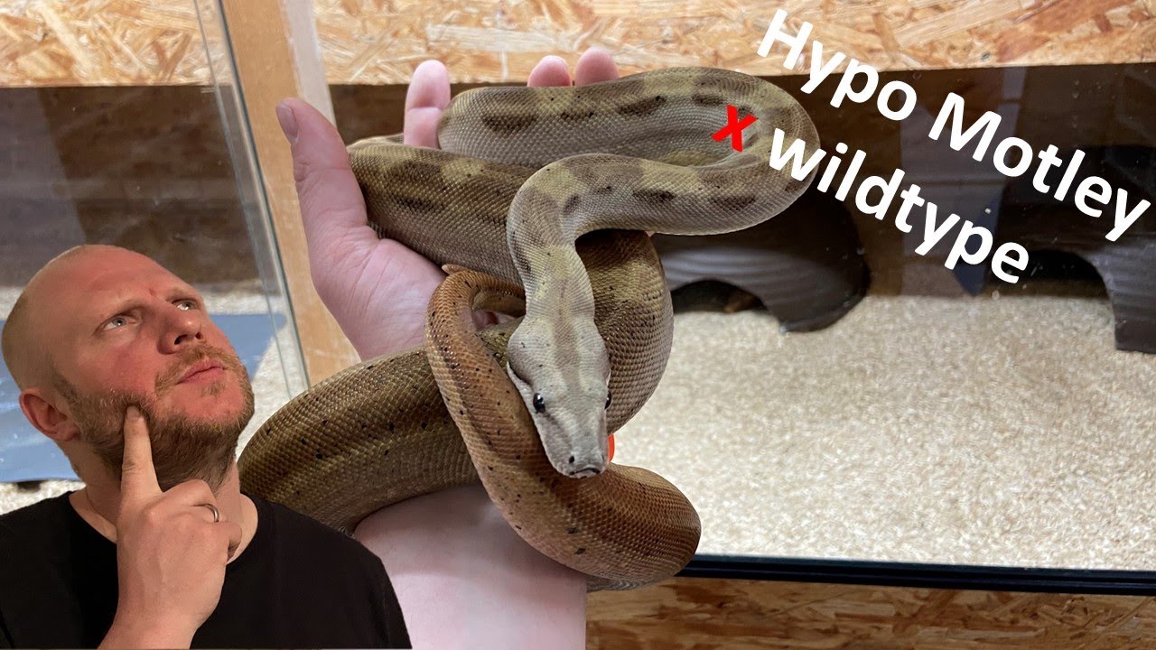 What you need to know about Hypo Motley boas! - YouTube