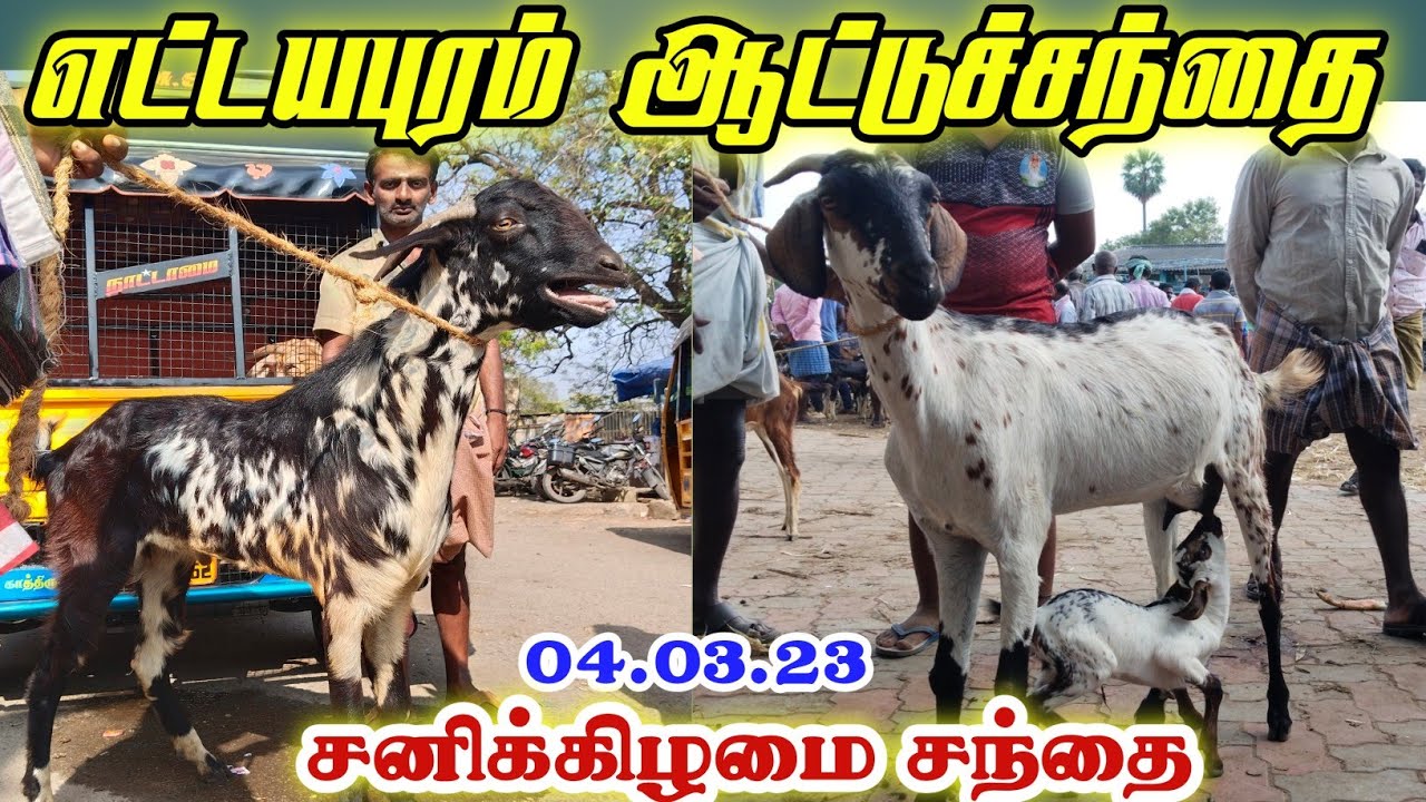 Ettayapuram Saturday goatmarket / நான்கு குட்டி ஆடு/ வளர்ப்பு குட்டிகள் ...