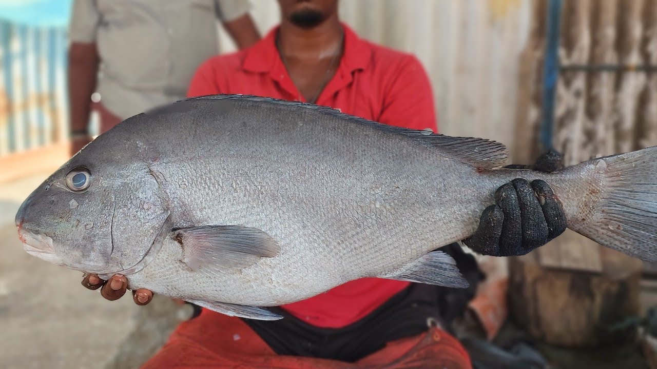 KORALI FISH 🐟 KASIMEDU FISH MARKET |OUTSTANDING CUTTING STYLE BY EXPERT ...