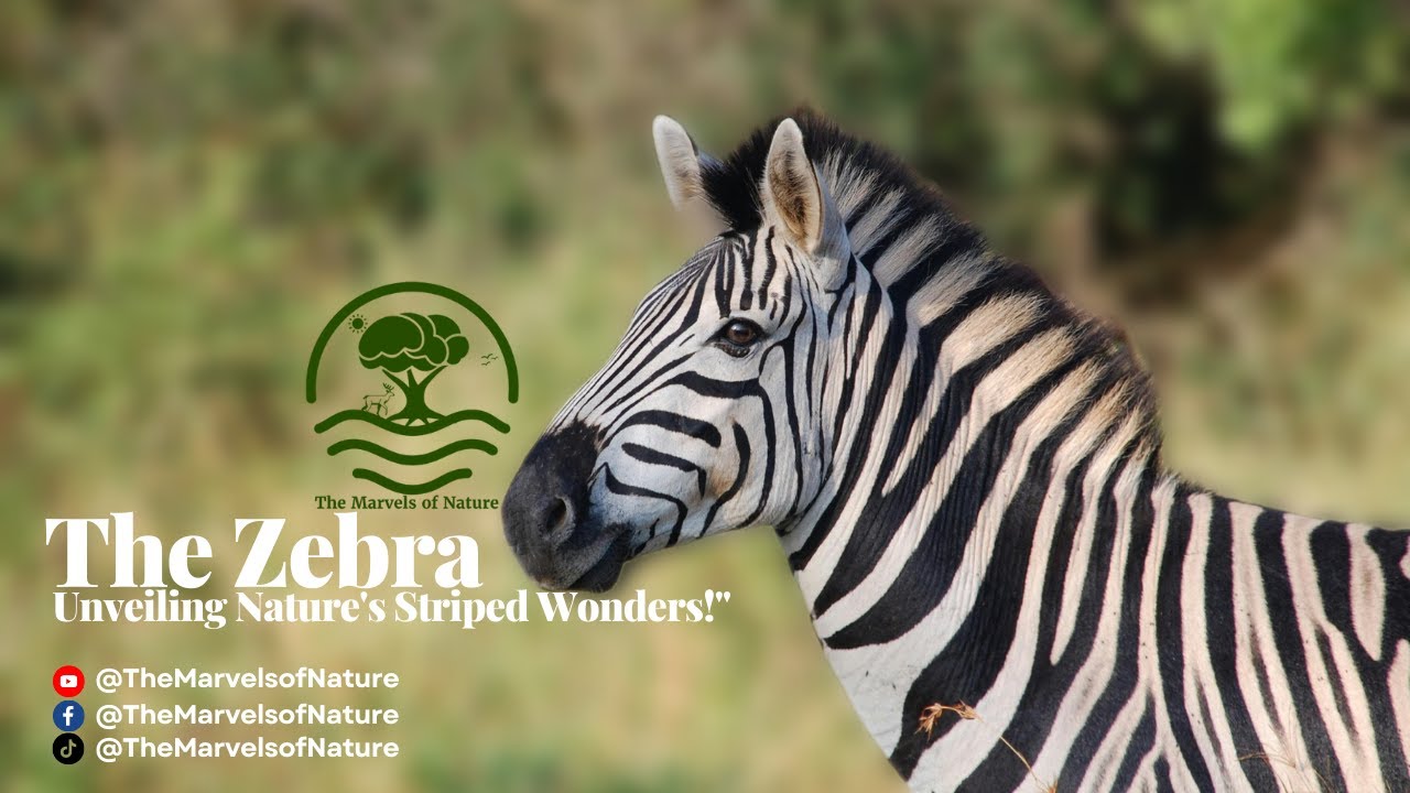 🦓 Unveiling the Mystery of Zebras: Nature's Most Striking Creatures 🌿# ...