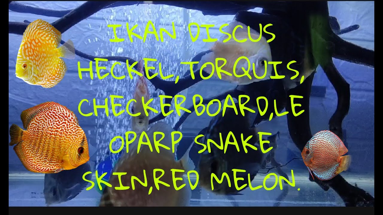 Ikan Discus Heckel,Leopard Snakeskin,checkerboard,torquis - YouTube
