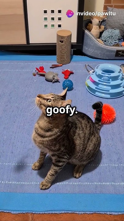 Does Catnip Work on All Cats? 🐱🌿 | What You Need to Know! - YouTube