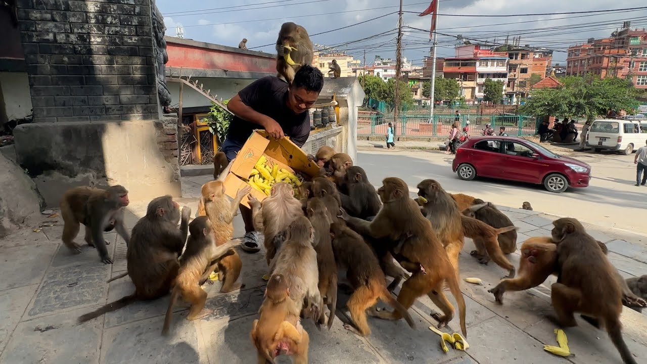 Beautiful moment of feeding monkey and dog - YouTube