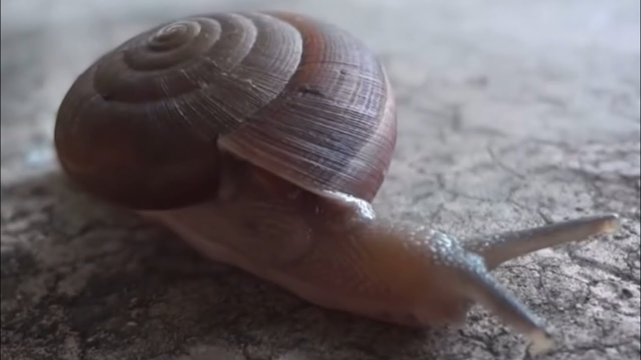 Snail moves fast… - YouTube