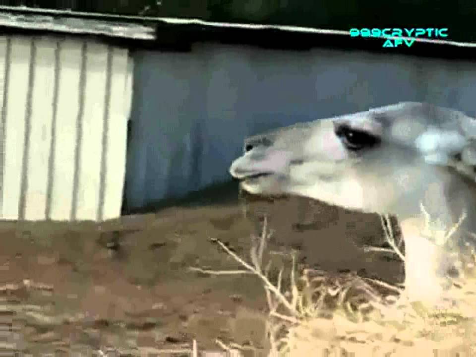 Llama attack - YouTube