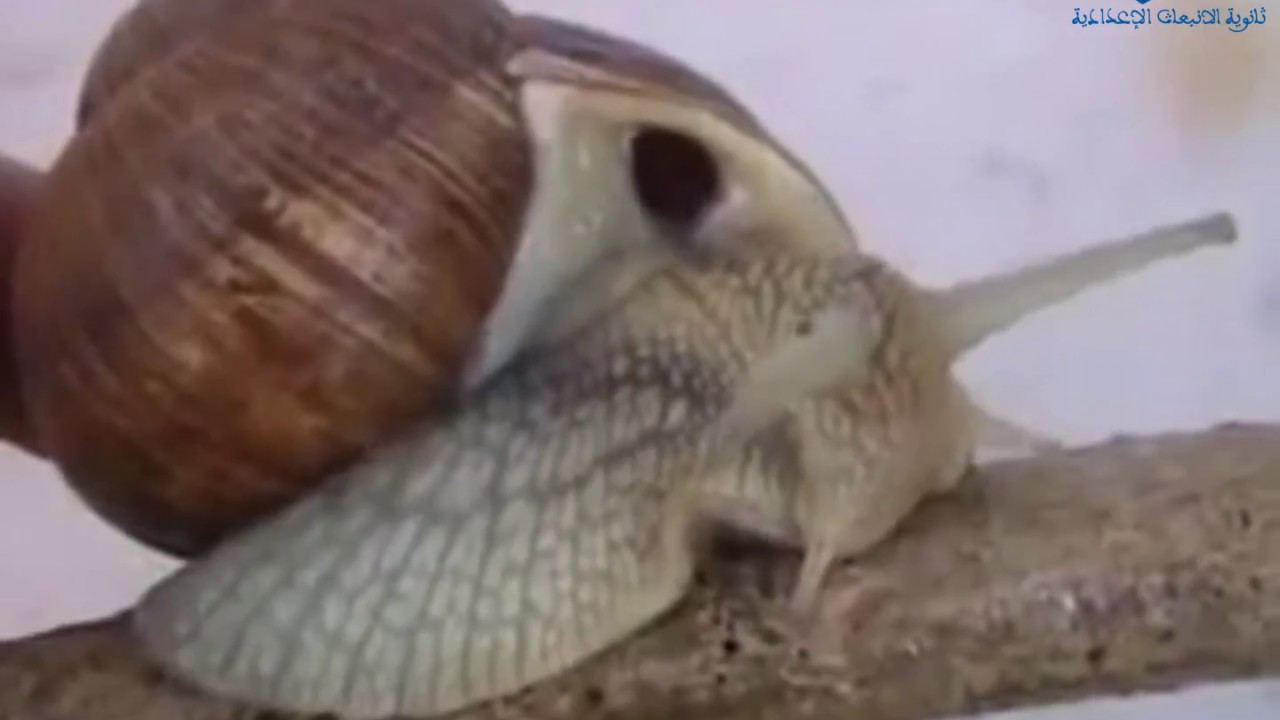 respiration chez l'escargot - YouTube