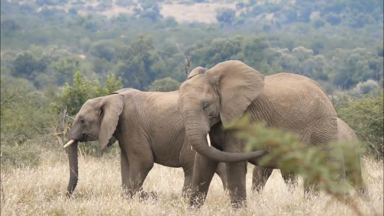 Interesting Fun Facts About Secret Life Of Elephants Secretlife Interesting Funfacts