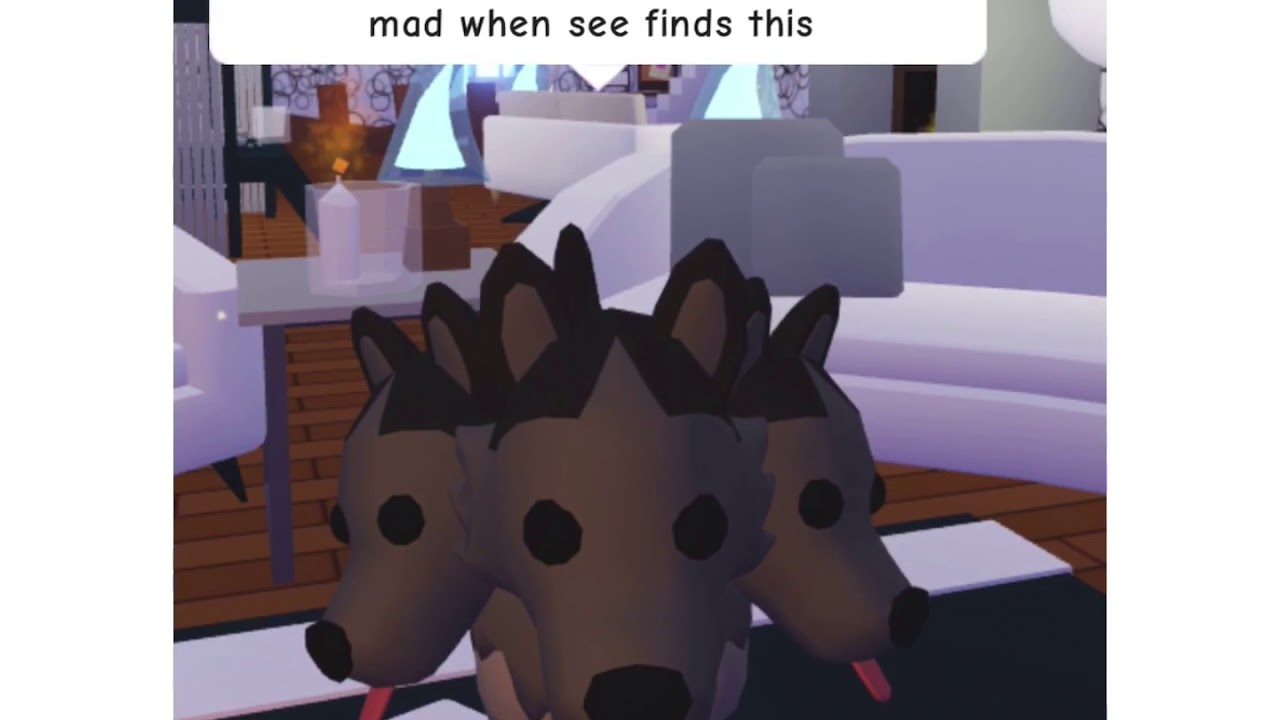 Dodo and Shadow took mu camera ?! - YouTube