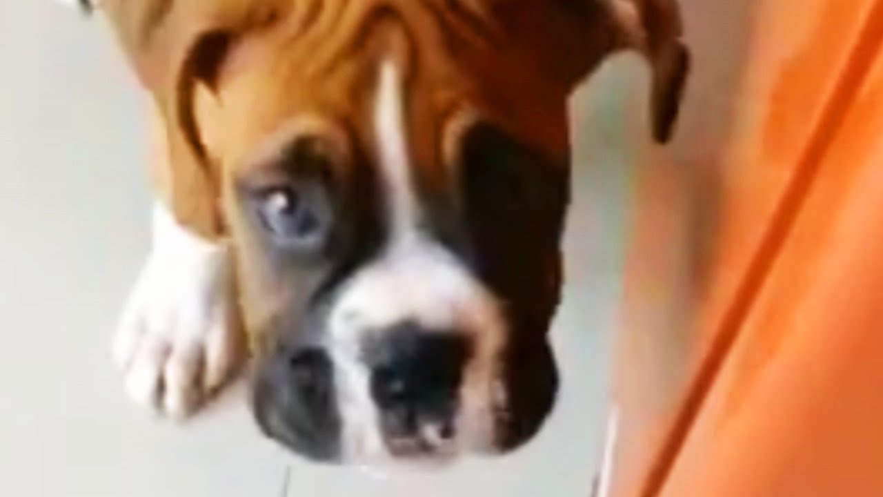 Guilty Dogs 🐶🐾 Funny Dogs Being Guilty (Full) [Funny Pets] - YouTube