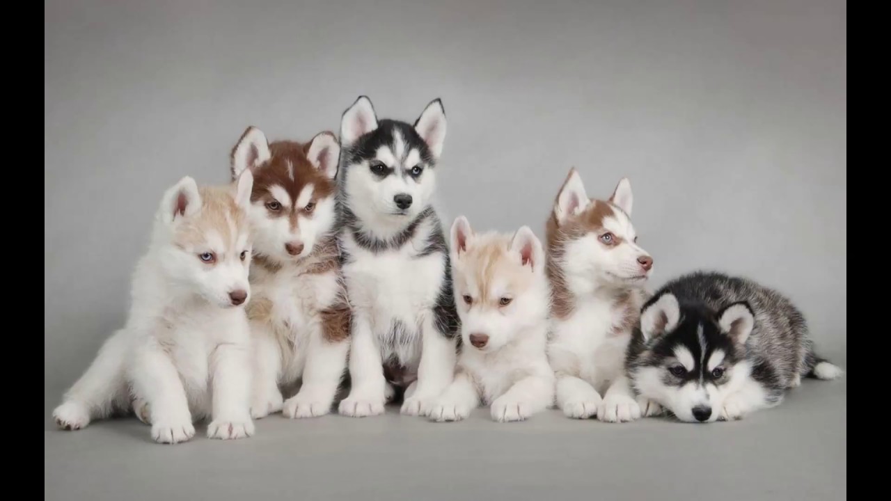 Siberian Husky Dog | Information About the Siberian Dog Breeds - YouTube
