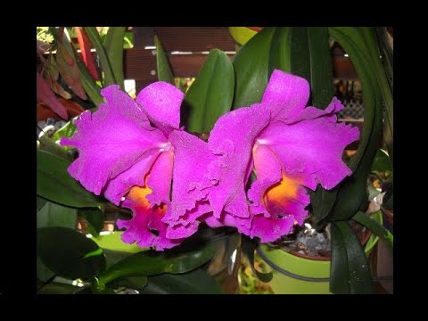 Le jardin de viviane martinique et son claustra vegetalisé - YouTube